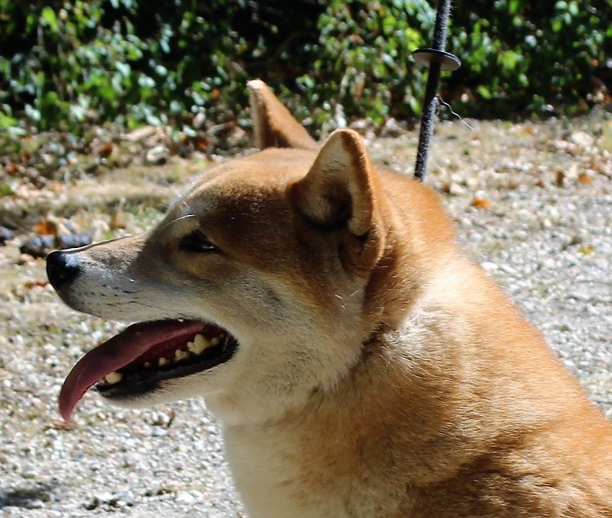 Chien Shiba CH. Inxs des portes de la moria