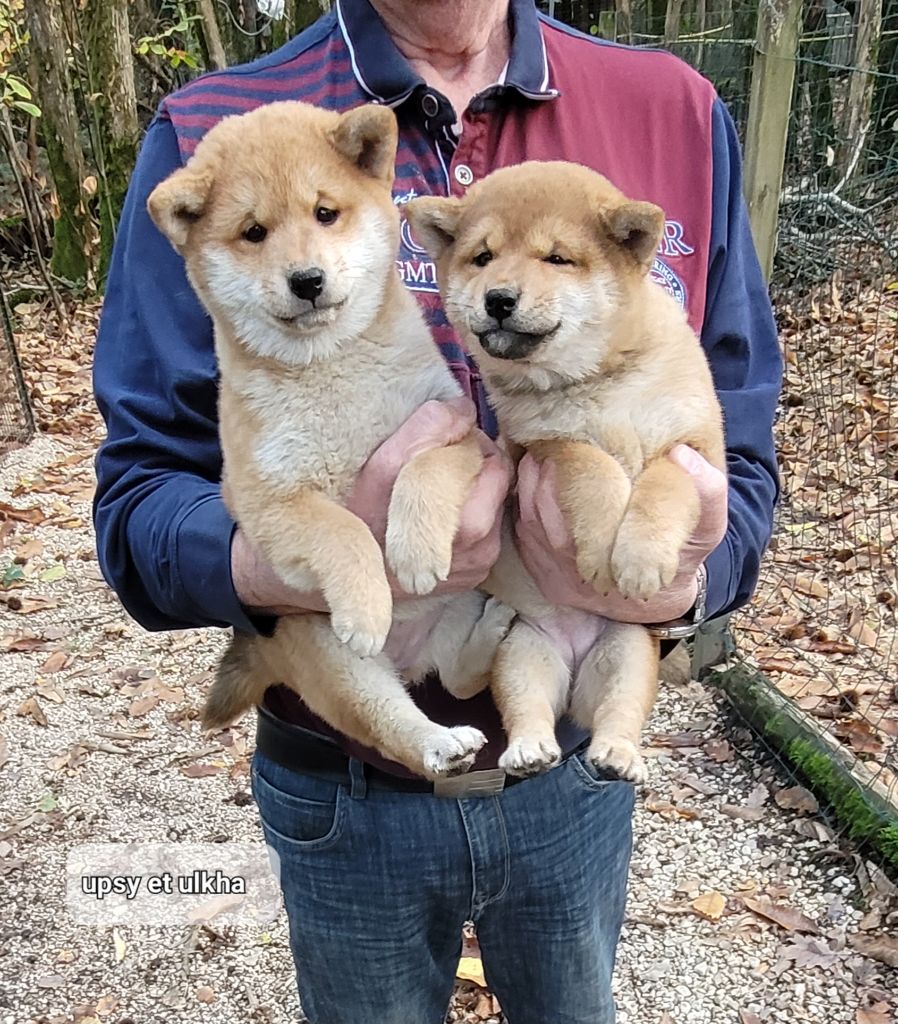 Chiot Shiba - CHIOT 4 des portes de la moria