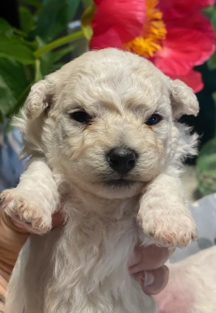 Chiot Bichon Frise - CHIOT MALE Del rey rakashi