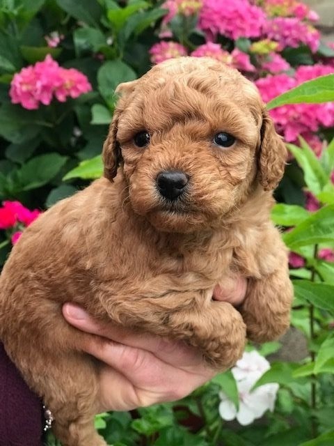 Chiots à vendre - Elevage Del rey rakashi - eleveur de chiens Caniche