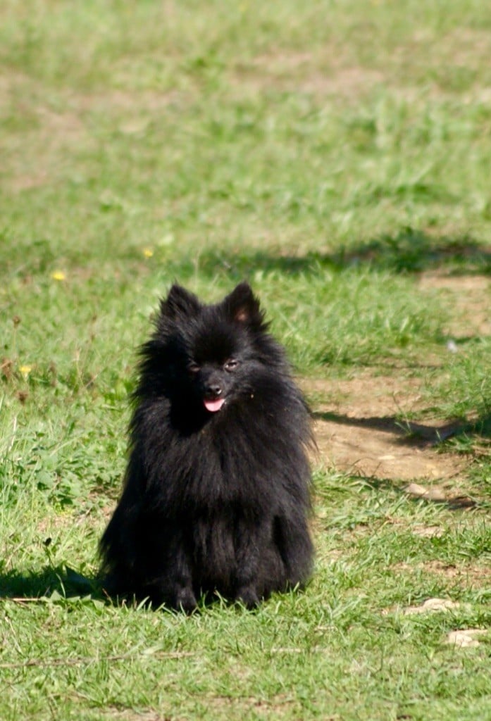 Chiot Spitz allemand - Mâle Noir LOF des Seigneurs de la Vallée des ...
