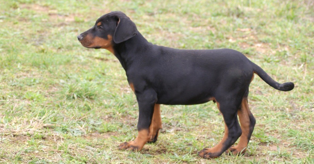 Chiot Dobermann - Mâle Noir & feu LOF des Seigneurs de la Vallée de l'Isle