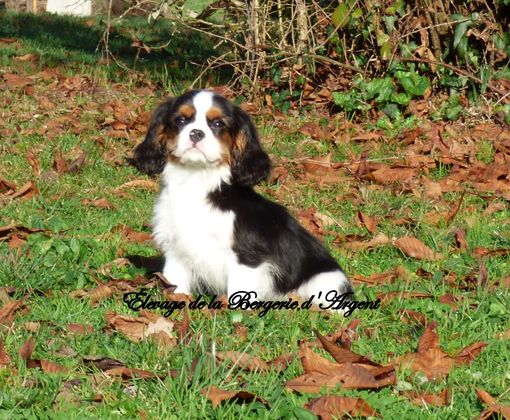 Chiots à vendre - Elevage de la bergerie d'argent - eleveur de chiens ...