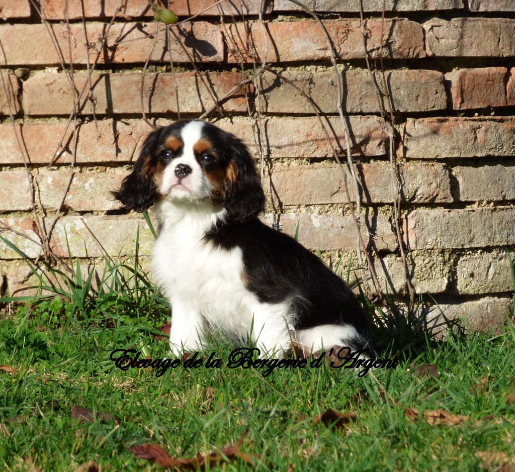 Chiots à vendre - Elevage de la bergerie d'argent - eleveur de chiens ...