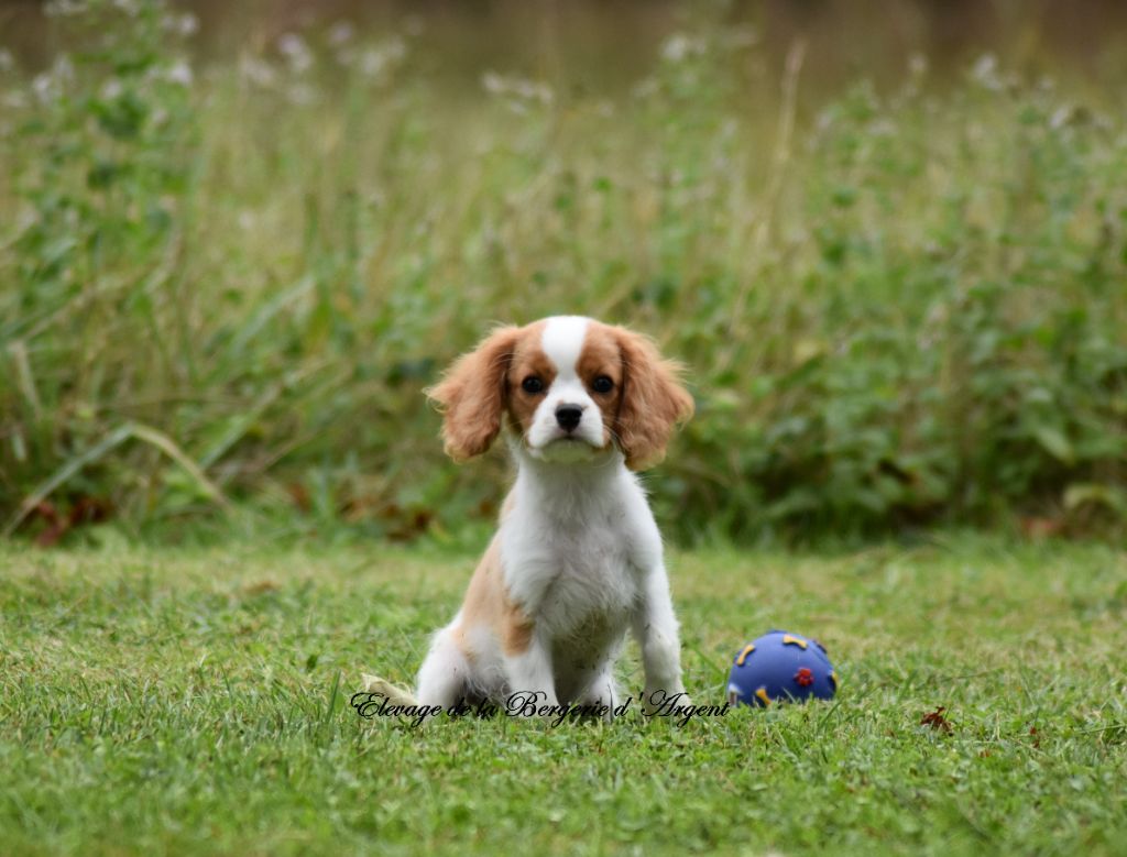 Chiot Cavalier King Charles Spaniel - Vladimir de la bergerie d'argent