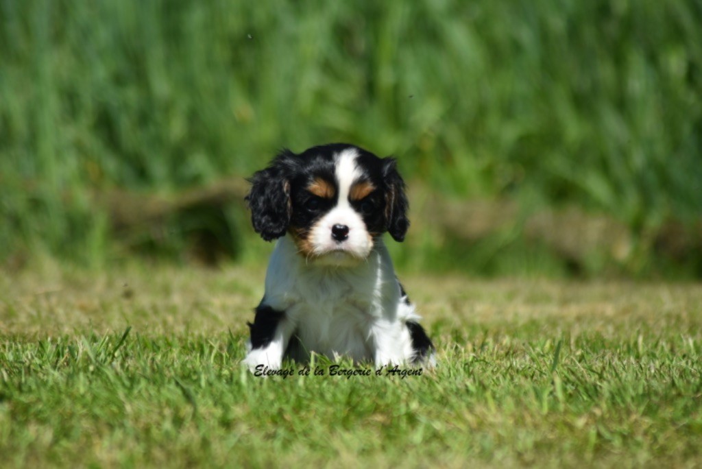 Chiots à vendre - Elevage de la bergerie d'argent - eleveur de chiens ...