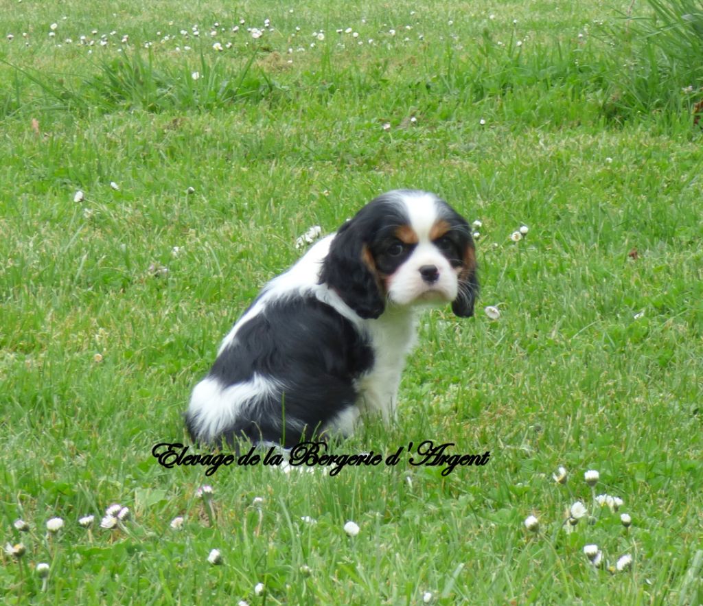Chiot - Elevage de la bergerie d'argent - eleveur de chiens Cavalier ...