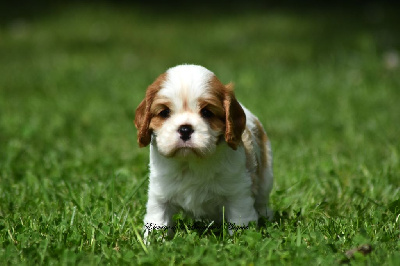 Acheter votre chiot de race près de chez vous sur Chiens de France