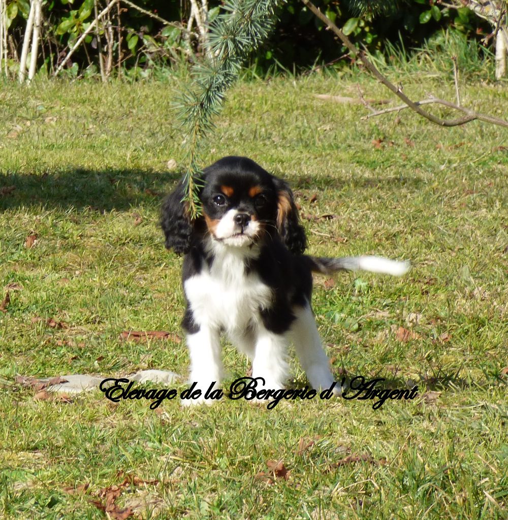 Chiots à vendre - Elevage de la bergerie d'argent - eleveur de chiens ...