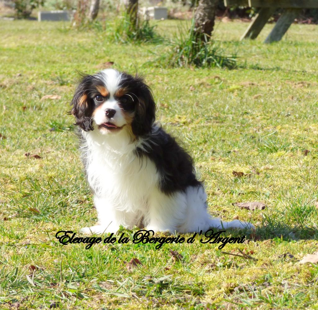 Chiots à vendre - Elevage de la bergerie d'argent - eleveur de chiens ...