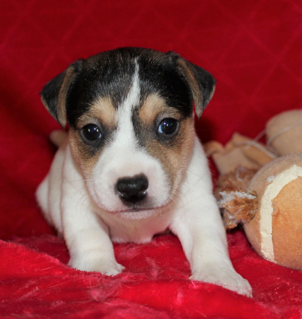 Chiots à vendre - Elevage Du normont - eleveur de chiens Jack Russell ...