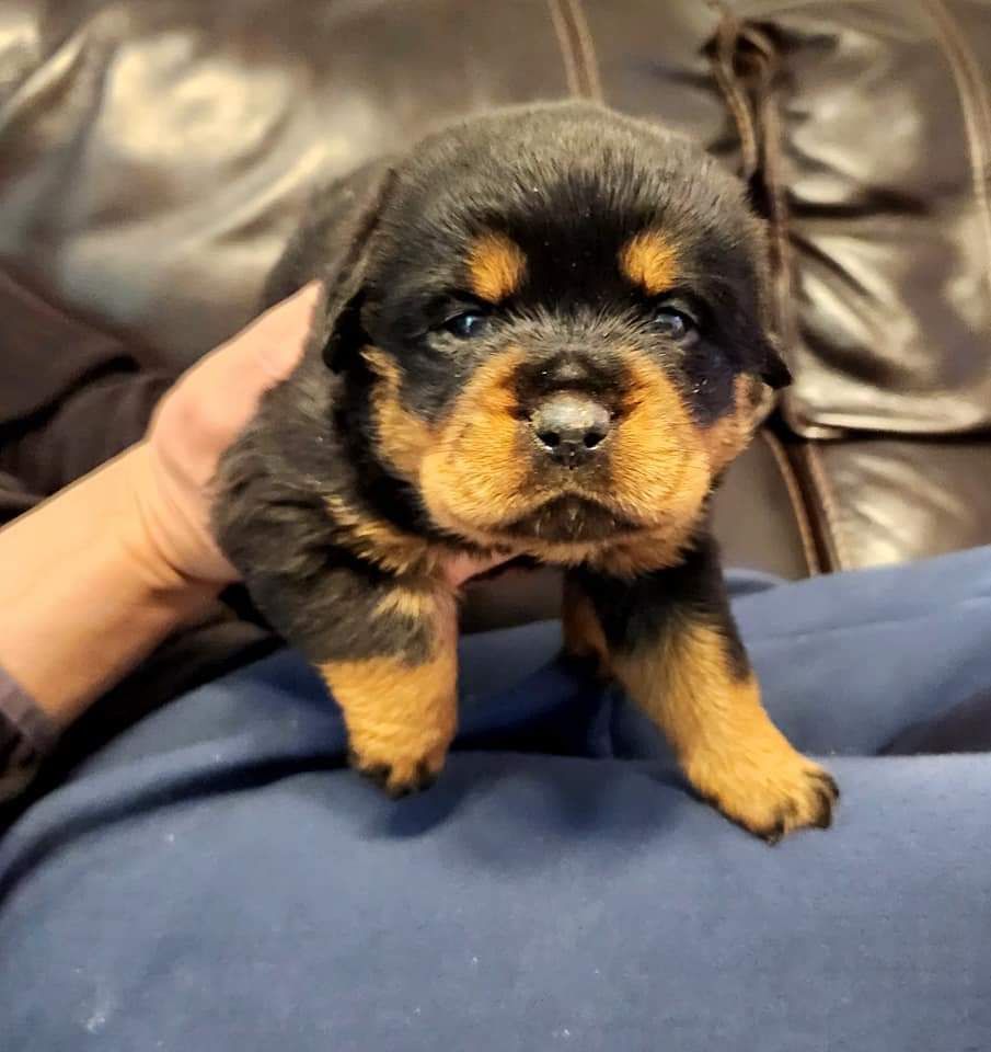 Chiot Rottweiler - CHIOT 2 Cerro de la Gloria