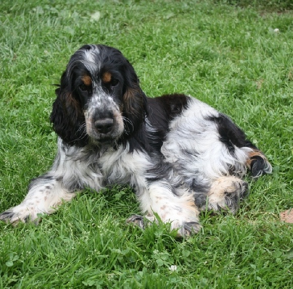 Accueil - Elevage de Nimrody - eleveur de chiens Cocker Spaniel Anglais