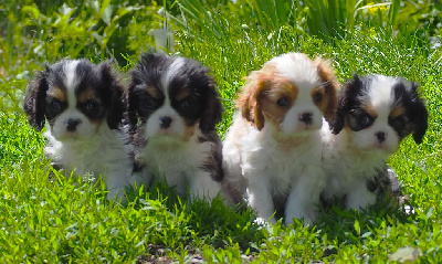 Acheter / vendre des chiots en France