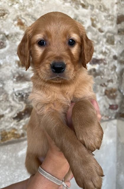 Chiot Golden Retriever - CHIOT 2 Du haut de crecy