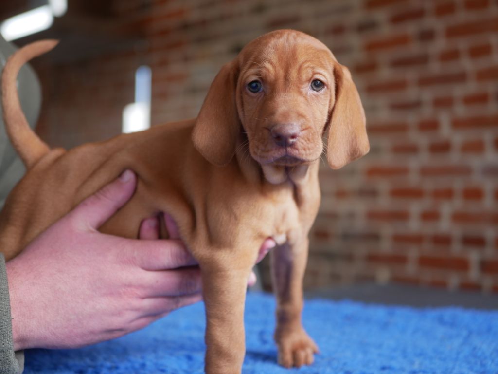 Chiot - Elevage du fond de chouck - eleveur de chiens Braque hongrois à ...