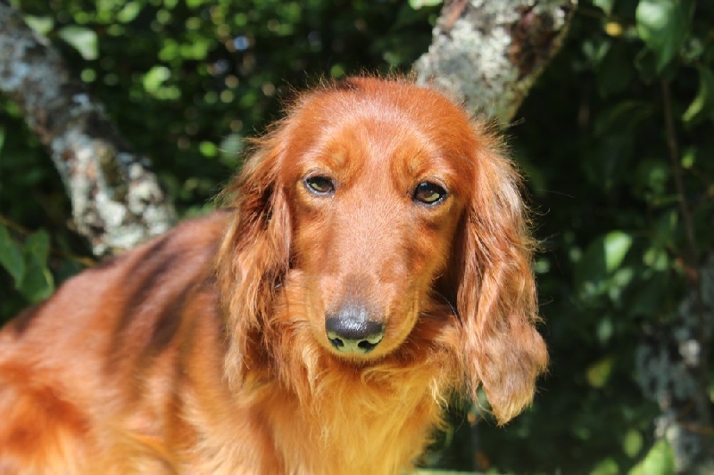 Chien Teckel poil long Grande dame des bruyeres de la courte piece