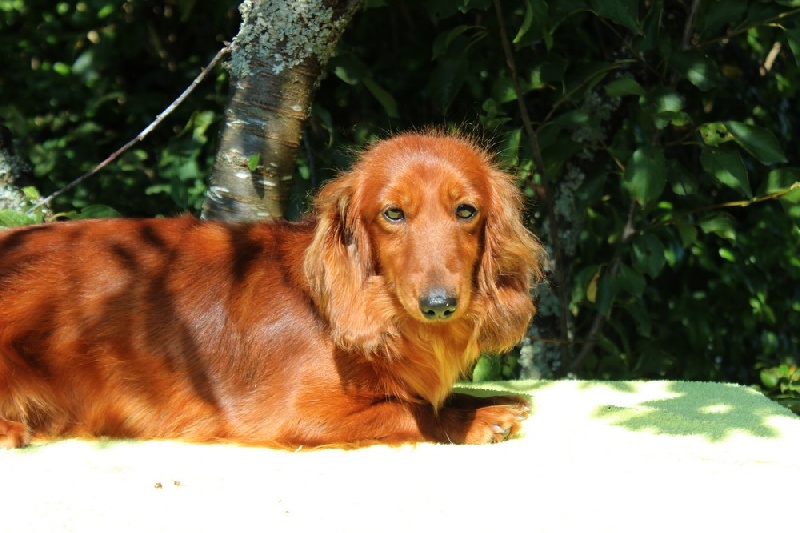 Chien Teckel poil long Grande dame des bruyeres de la courte piece