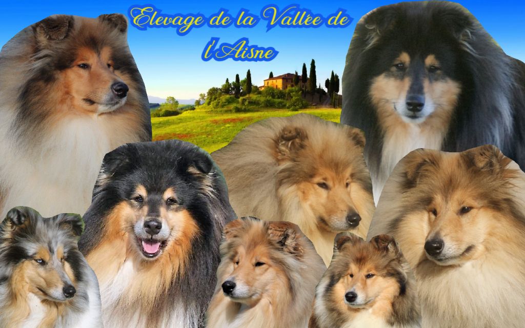 Accueil - Elevage de la Vallée de l'Aisne - eleveur de chiens Colley à ...