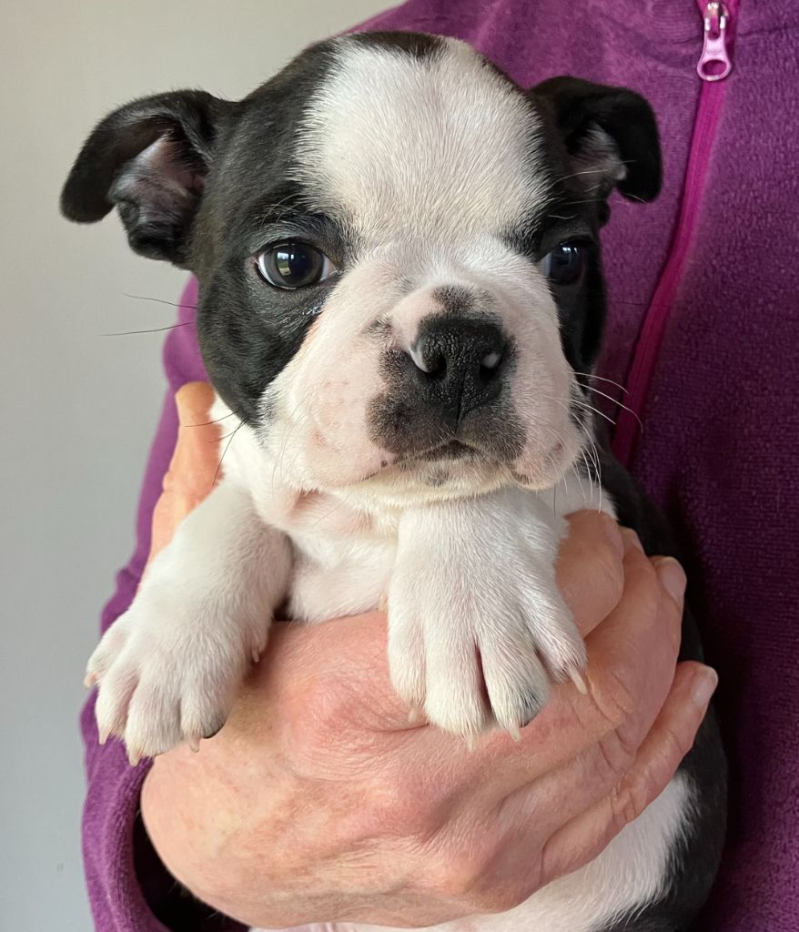 Chiot Boston Terrier - CHIOT au collier rouge Of Honey's Bulls