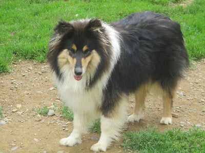 Chiots de race Colley à poil long LOF à vendre en France