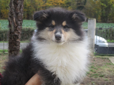 Chiots de la race Colley à poil long disponibles sur chiots-de-france