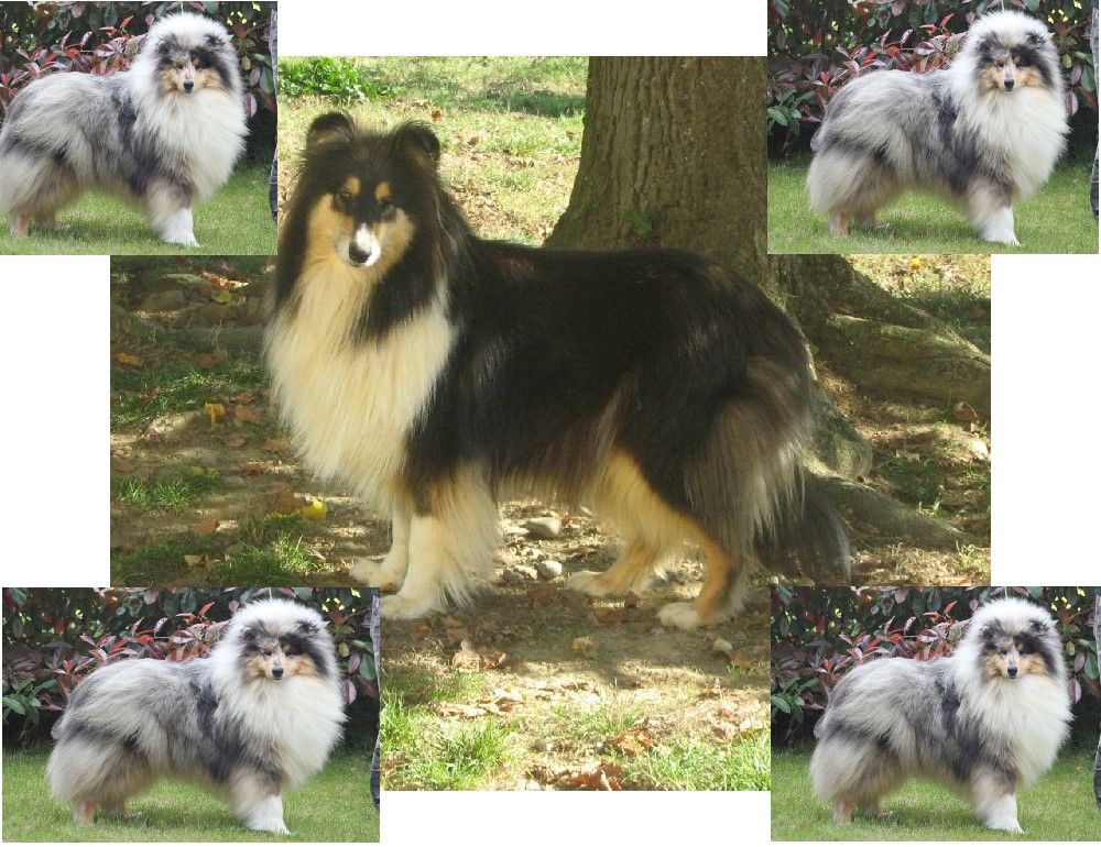Chiots de la race Colley à poil long disponibles sur chiots-de-france
