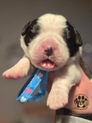 Chiot Chien du Saint-Bernard - Miss B..... (collier jaune) des préludes ...