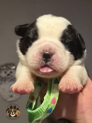 Chiot Chien du Saint-Bernard - Miss B..... (collier bleu) des préludes ...