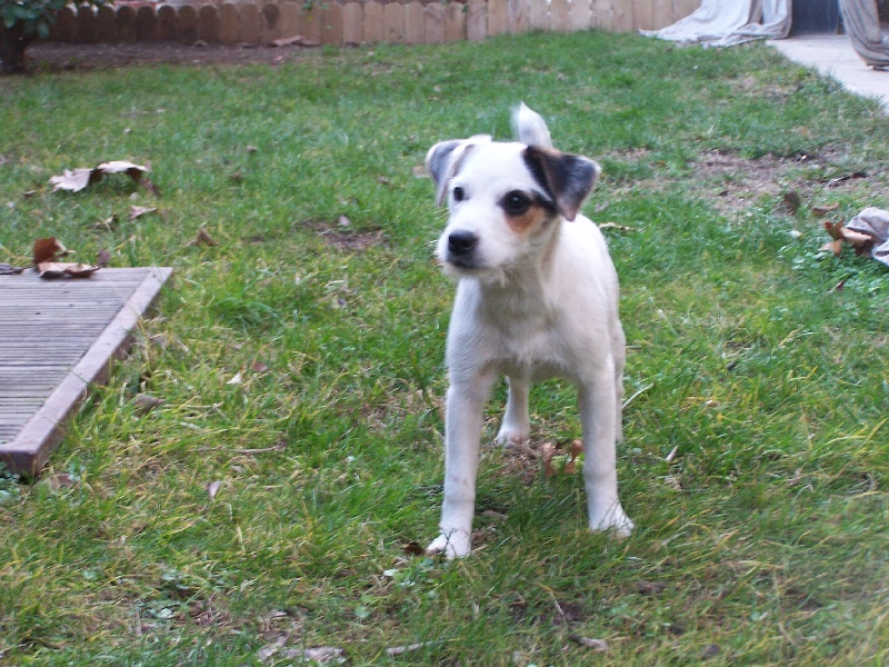 Chien Jack Russell Terrier Foxwarren Little ann (dite birkin)