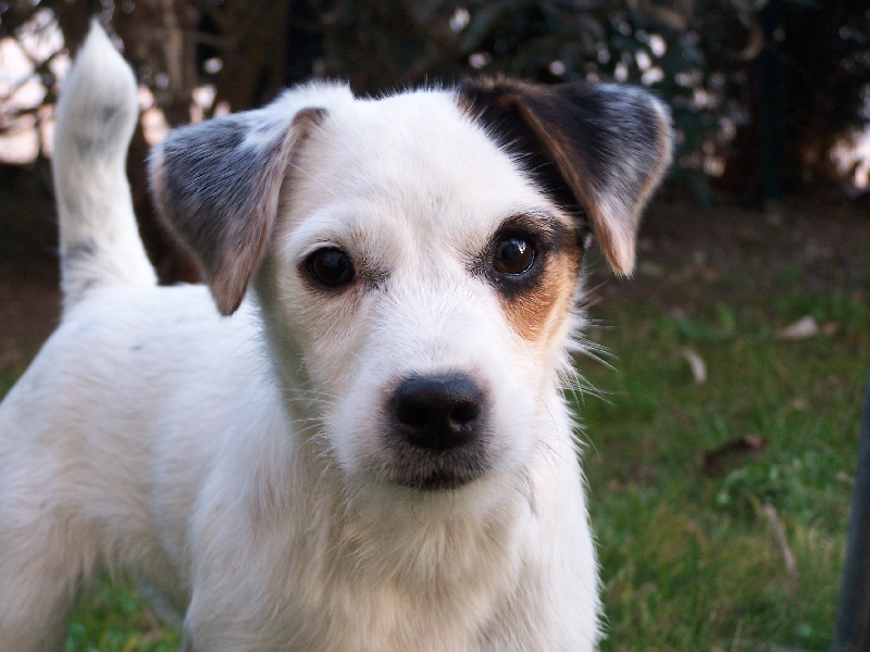 Chien Jack Russell Terrier Foxwarren Little ann (dite birkin)