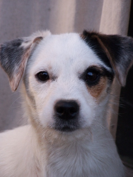 Chien Jack Russell Terrier Foxwarren Little ann (dite birkin)