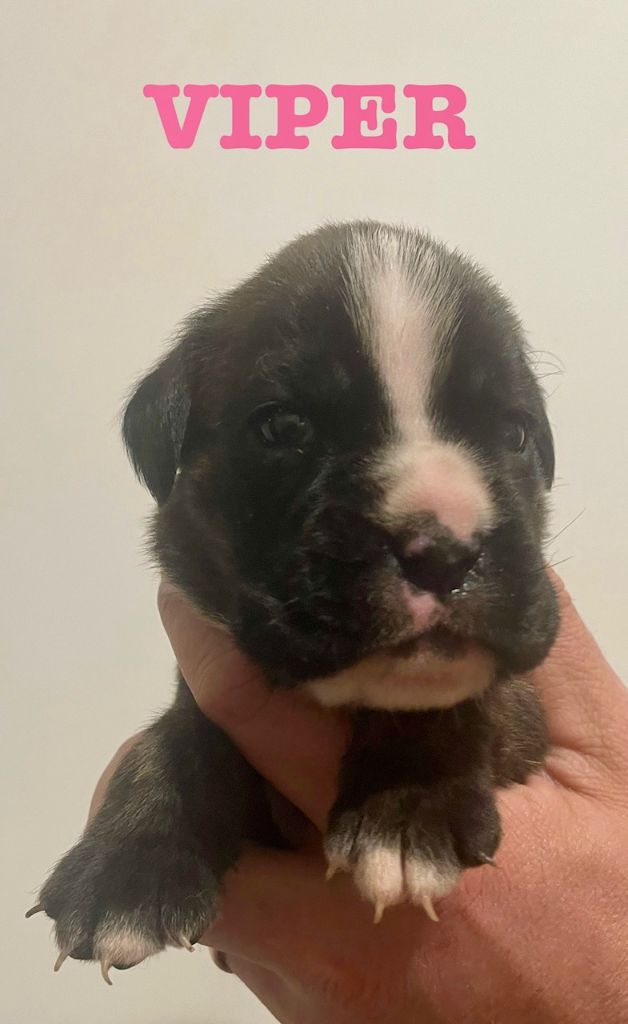Chiot Boxer - VIPER DU CHÊNE FEUILLU du Chêne Feuillu