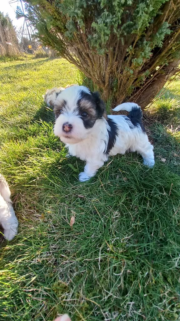 Chiot Bichon Havanais - ARWEEN Le havre des petits charmeurs
