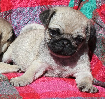 Chiots de race Carlin LOF à vendre en France
