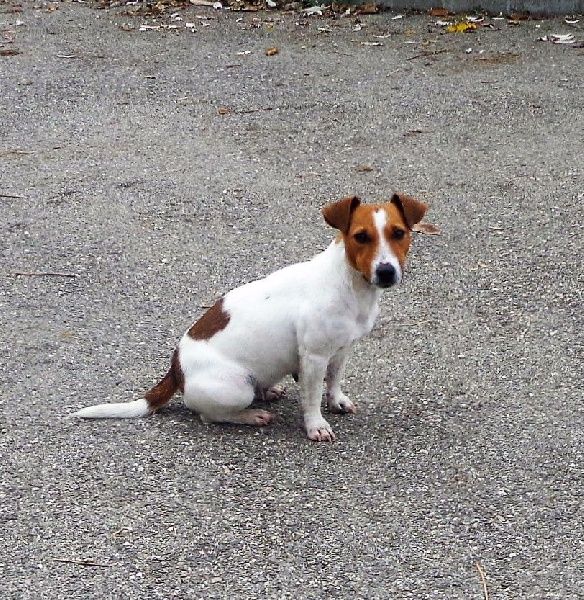 Chien Jack Russell Terrier Jessie of Spirit Mountain