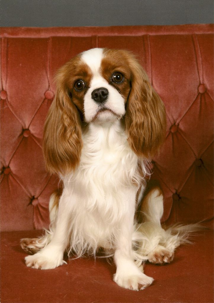 Chien Cavalier King Charles Spaniel Lee loo Of lovely valley