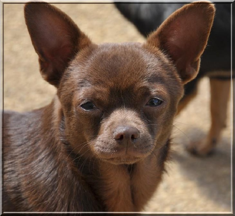 Chien Chihuahua helikos Snicker chocolate joy