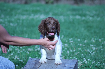 Chiots LOF English Springer Spaniel à vendre en Hauts-de-France