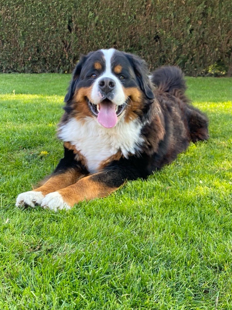 Chien Bouvier Bernois Ronsard du clos de l'envolée sauvage