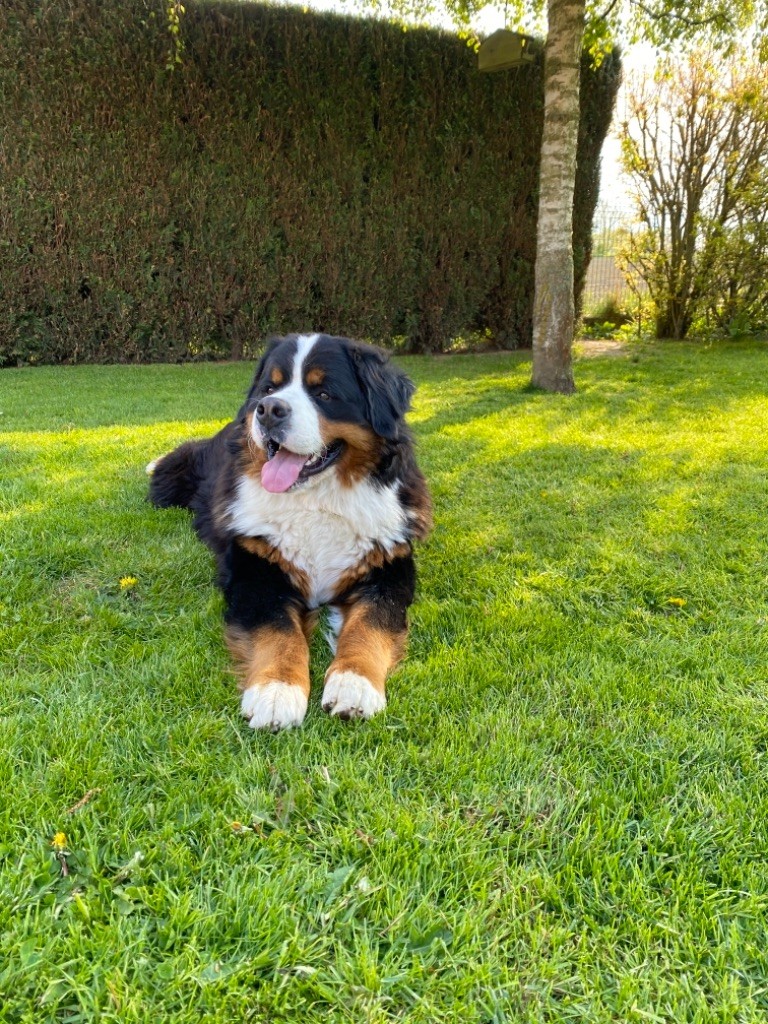Chien Bouvier Bernois Ronsard du clos de l'envolée sauvage
