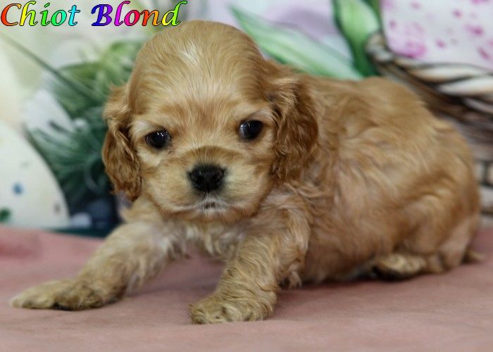 Chiot American Cocker Spaniel - Mâle blond rainbow colors