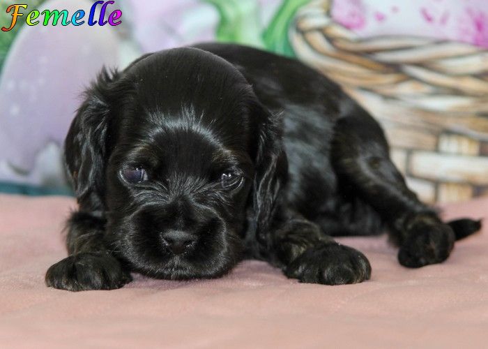 Chiot American Cocker Spaniel - Femelle rainbow colors
