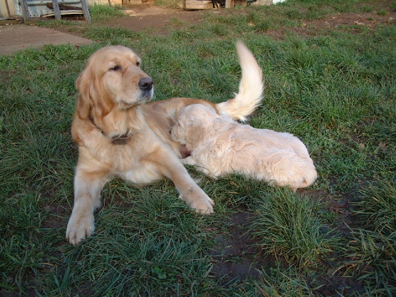 Chien Golden Retriever land of anaka Rwanda