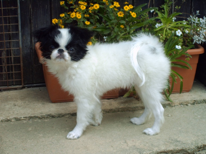 Chien Epagneul Japonais Drôle de geisha de Aazard'Jat