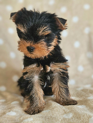 Chiots de race Yorkshire Terrier LOF à vendre en France