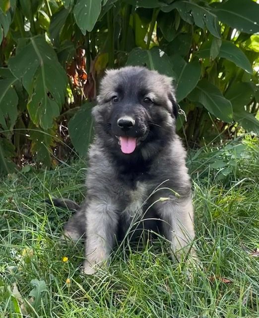 Chiot Berger Yougoslave de Charplanina - UDEX des Jardins de Becky