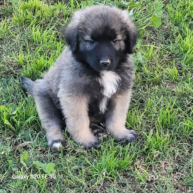 Chiot Berger Yougoslave de Charplanina - VRAP des Jardins de Becky
