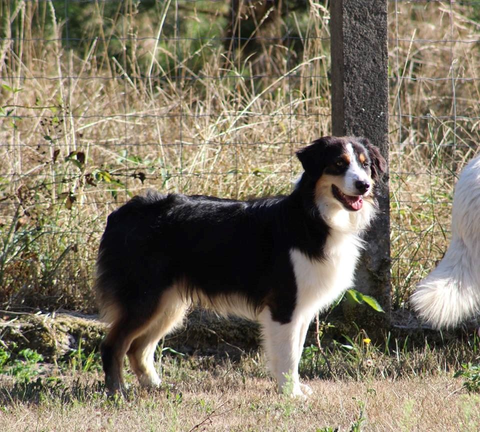 Accueil - Elevage du domaine de la patte blanche - eleveur de chiens ...