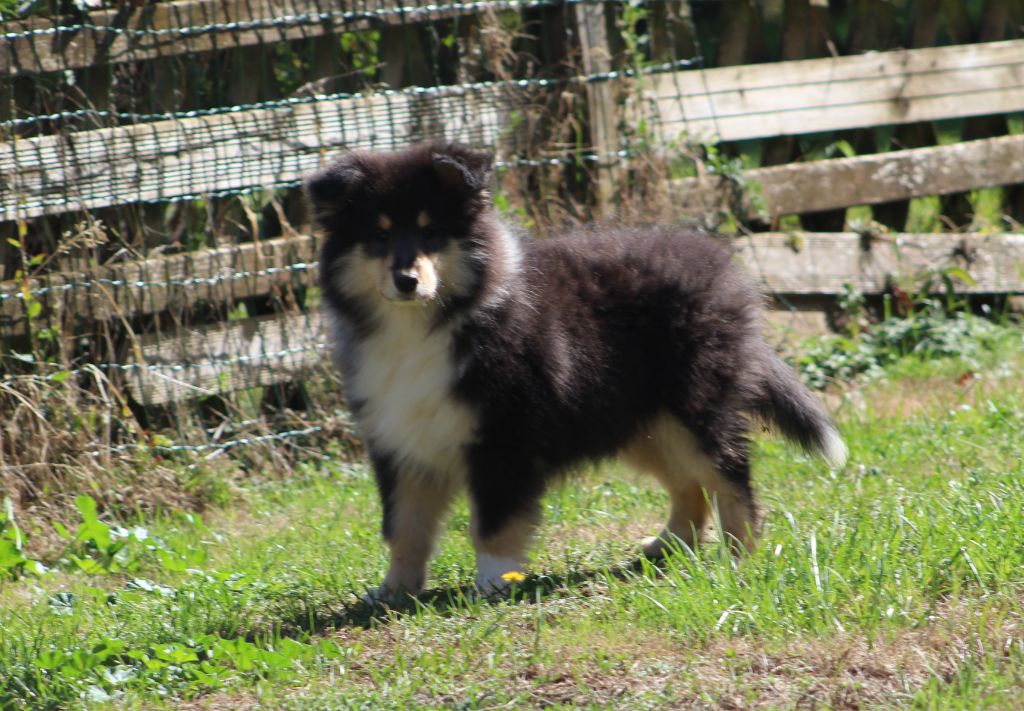 Tous nos chiots à vendre de race Colley à poil long en France